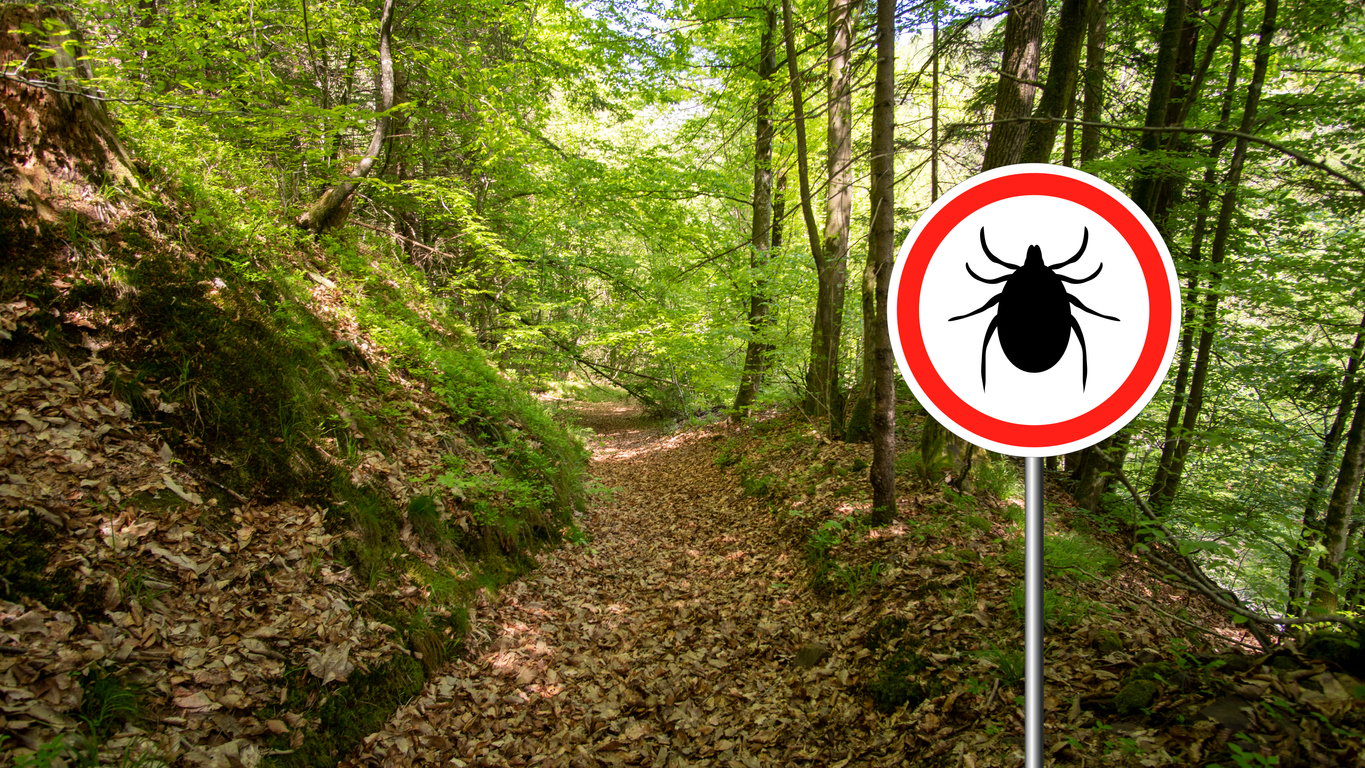 Lyme Carditis